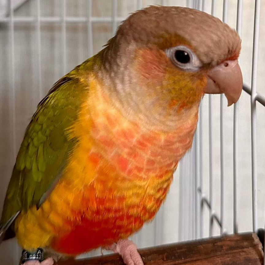 Попугай пиррура