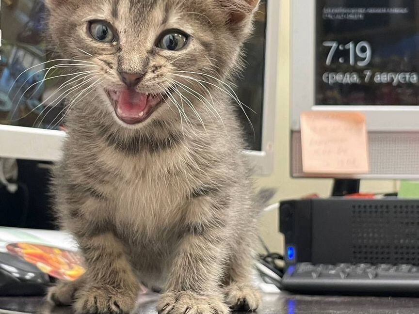 Котенок мальчик