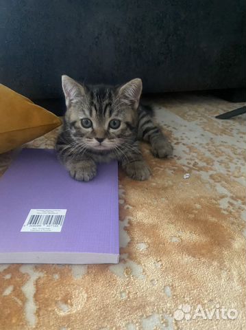 Котенок шотланская прямоухая