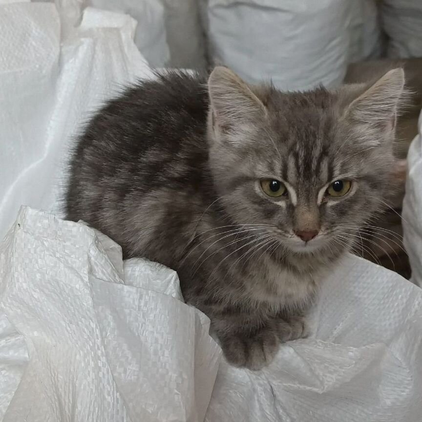 Котик ищет дом