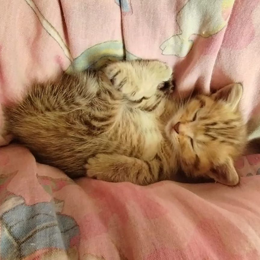 Отдам бесплатно котенка