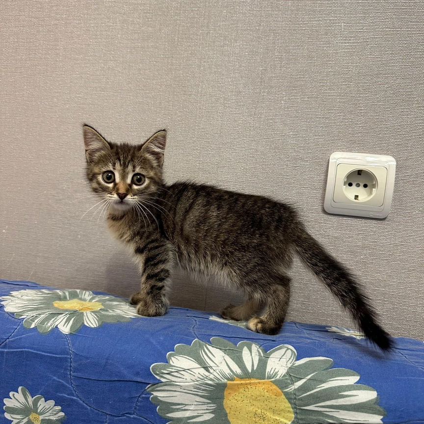 Котенок в добрые руки