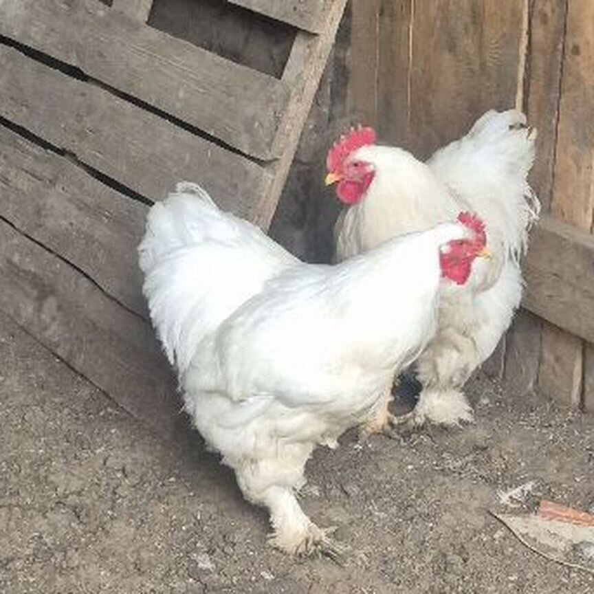 Петух брама