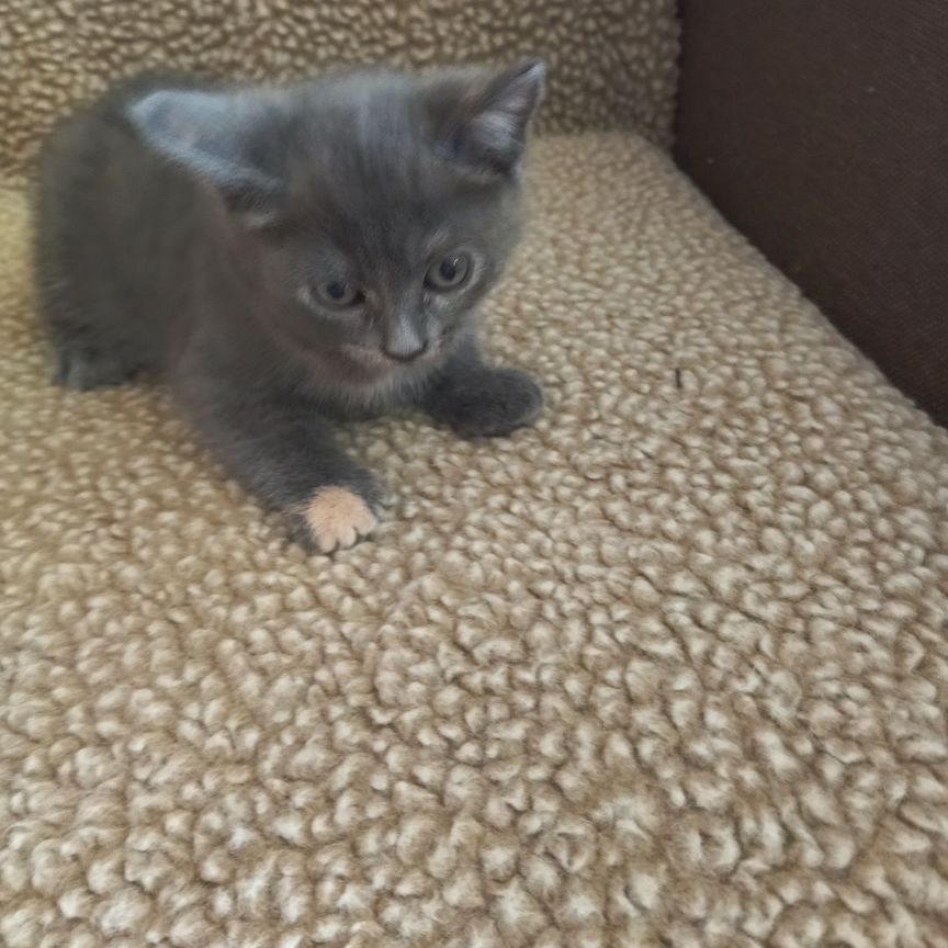 Обычные котята