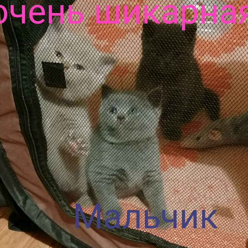 Шотландские котята