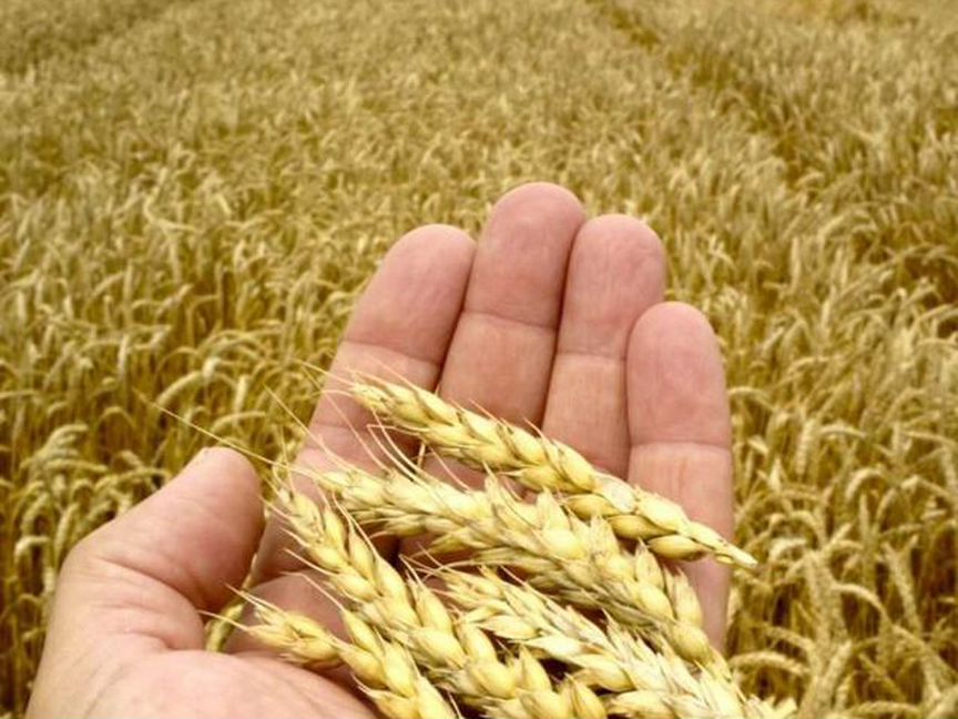 Овёс, горох, ячмень, пшеница в мешках 2023