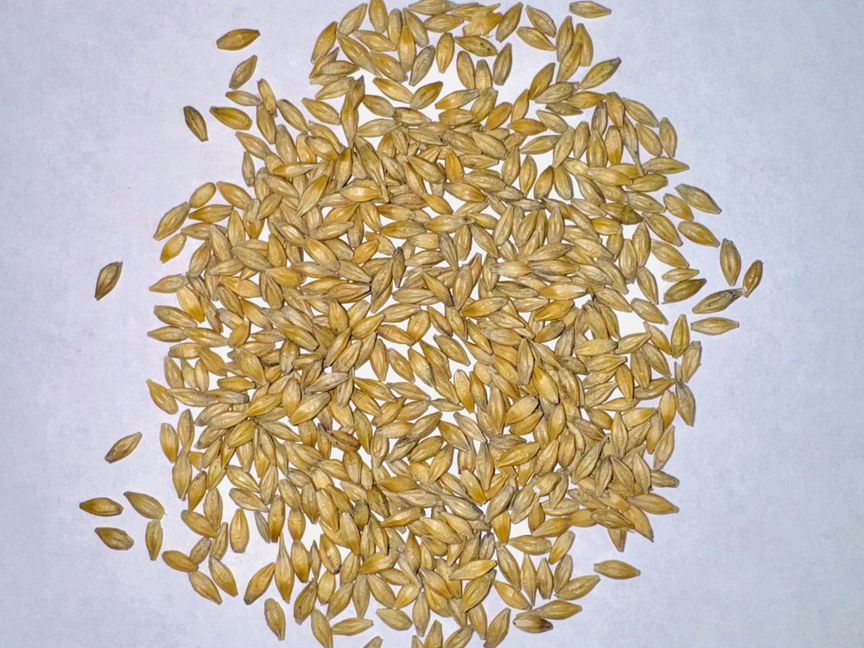 Зерно ячмень, рожь и пшеница