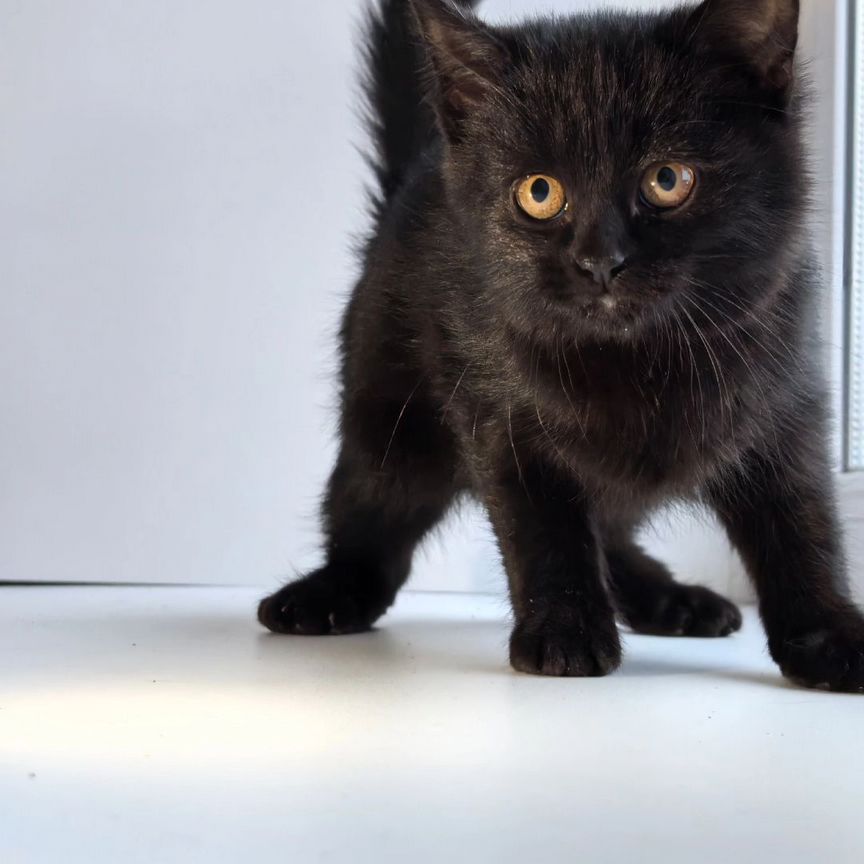 Чёрный котёнок в добрые руки