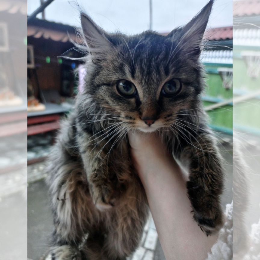 Котёнок в добрые руки