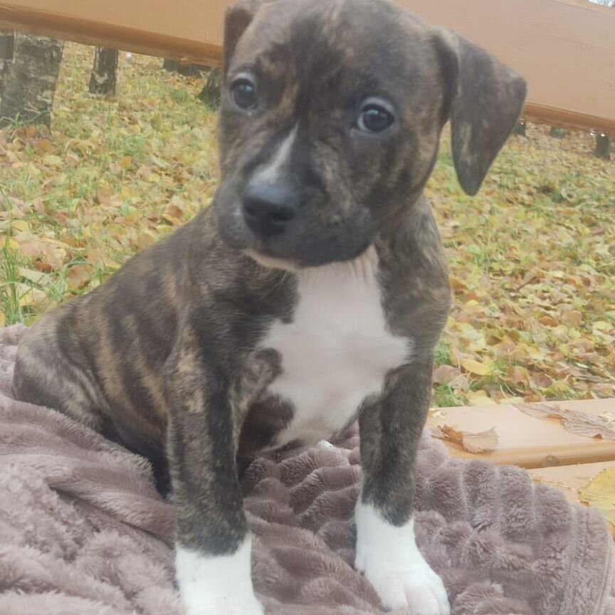 Американский стаффордширский терьер, щенок