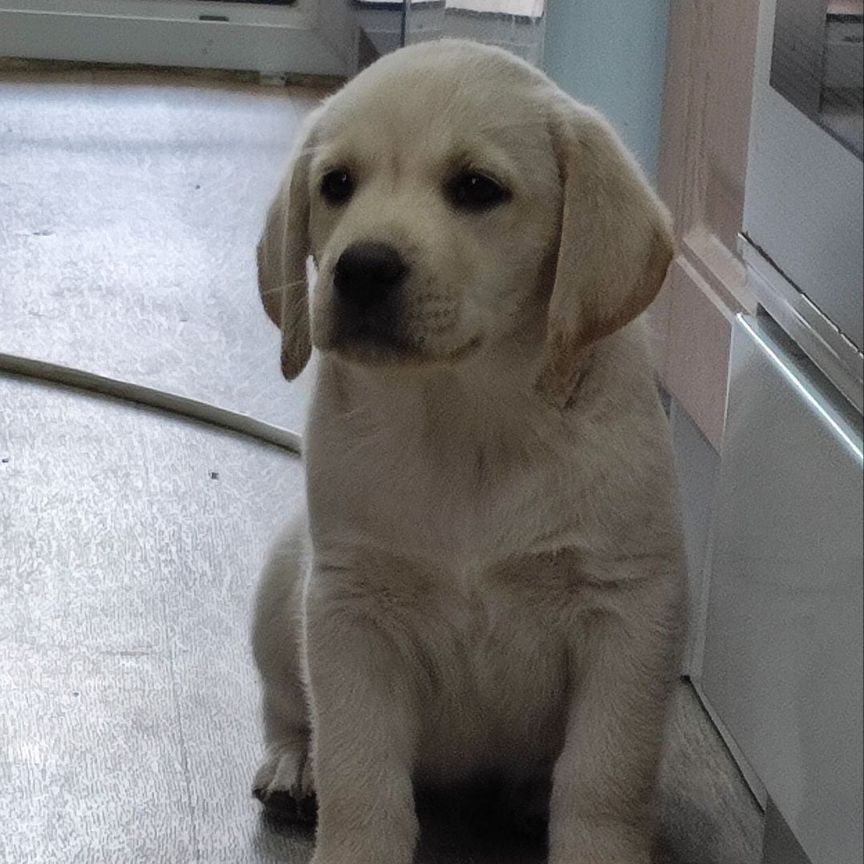 Щенки лабрадора