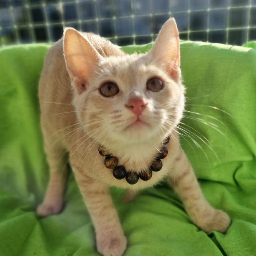 Котенок девочка около 4 мес