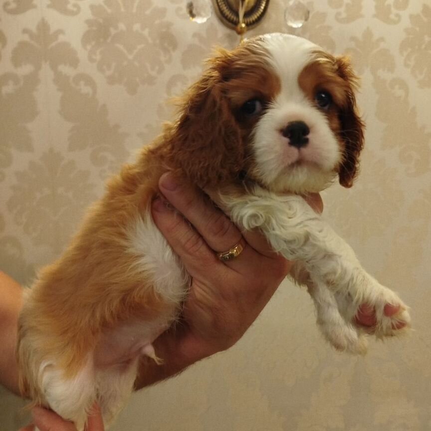 Кавалер кинг-чарльз-спаниель, щенок