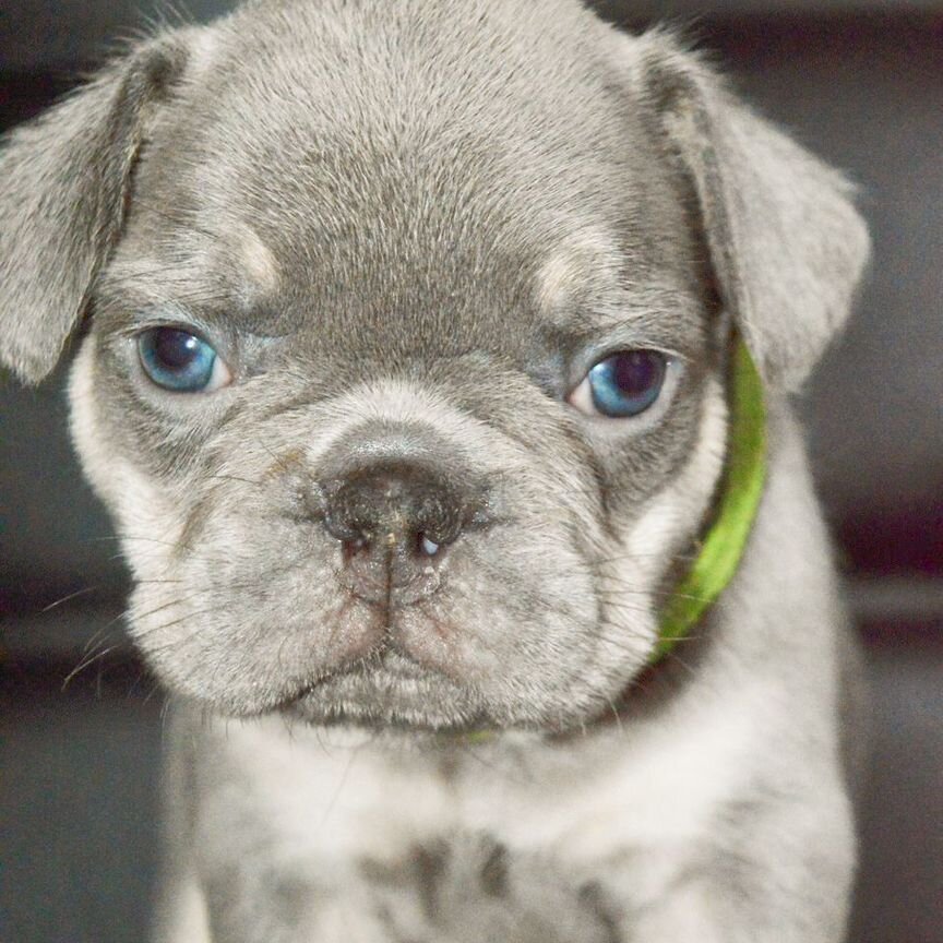Французский бульдог