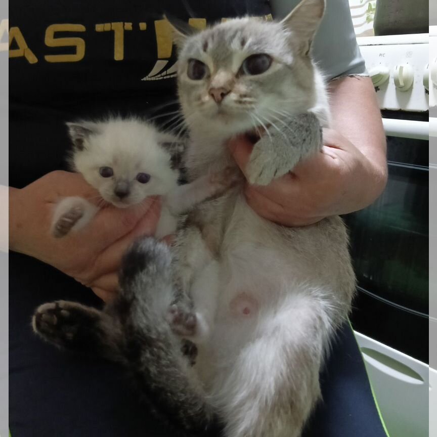 Котенок и мама кошка ищут добрый дом