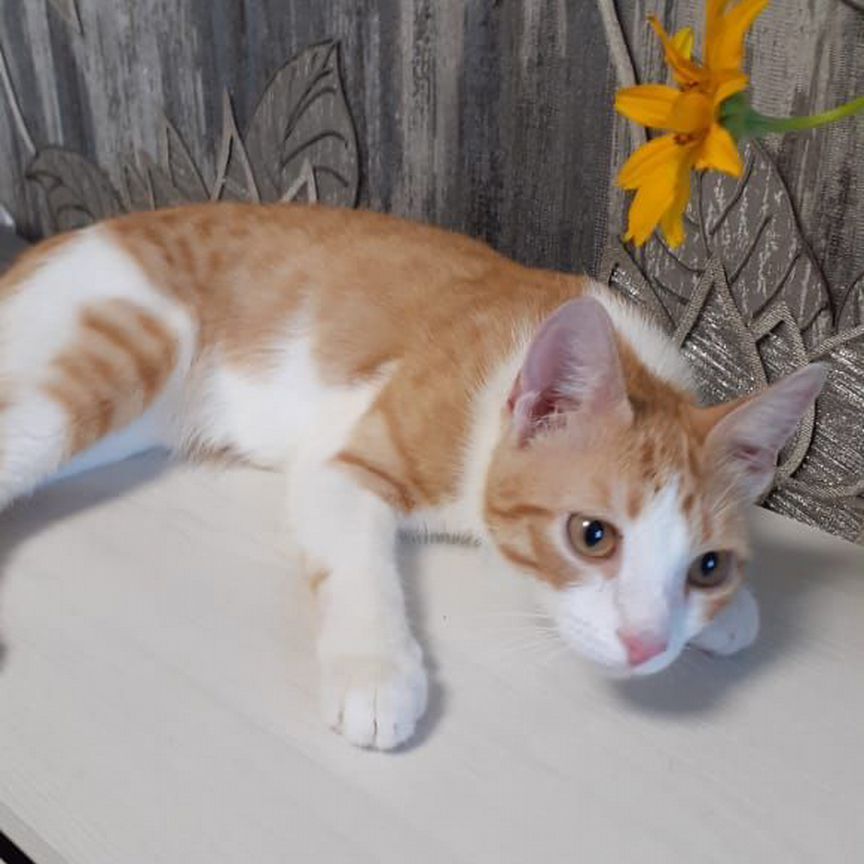 Котёнок Соня