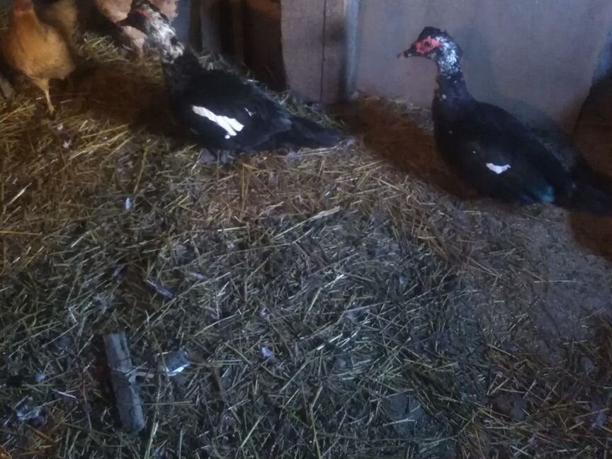 Продам взрослых домашних индоуток