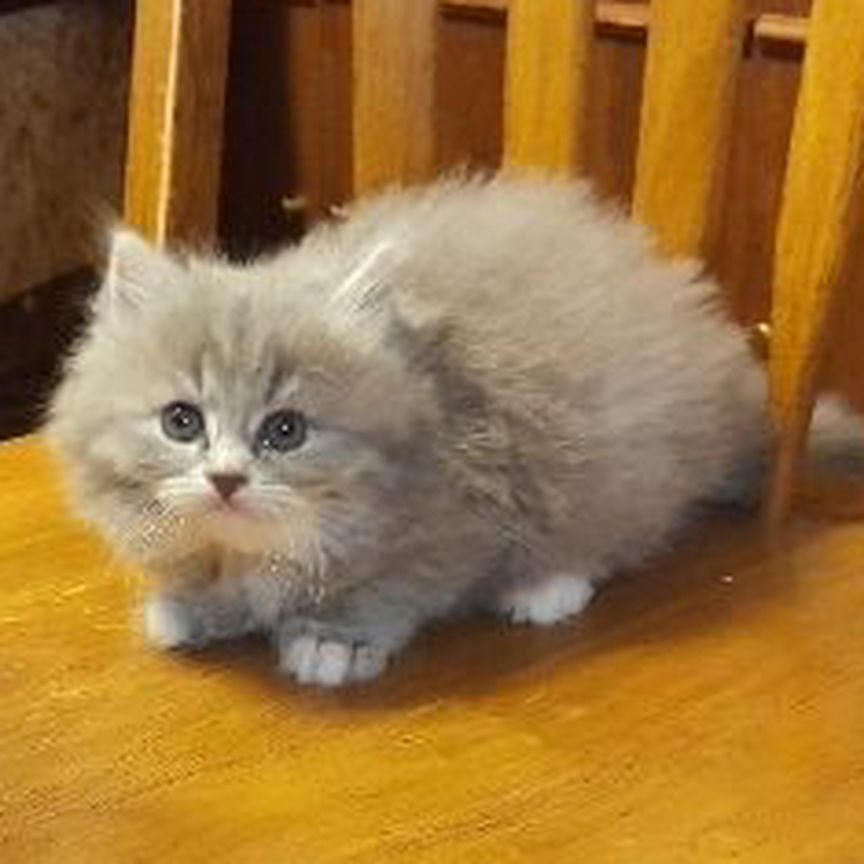 Сибирский котёнок