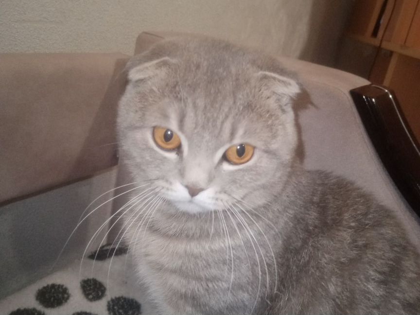 Шотландский вислоухий котик