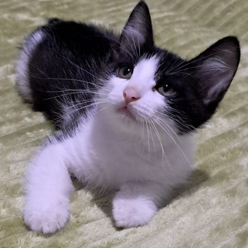 Котенок