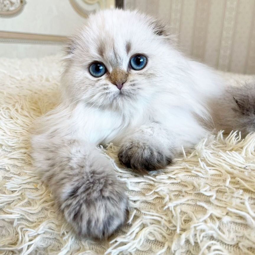 Ласковый синеглазый красавец
