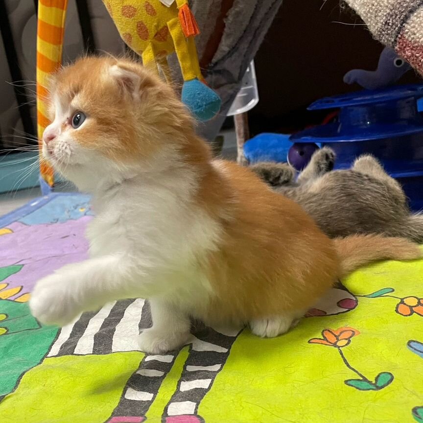 Шотландский вислоухий длинношёрстный котёнок