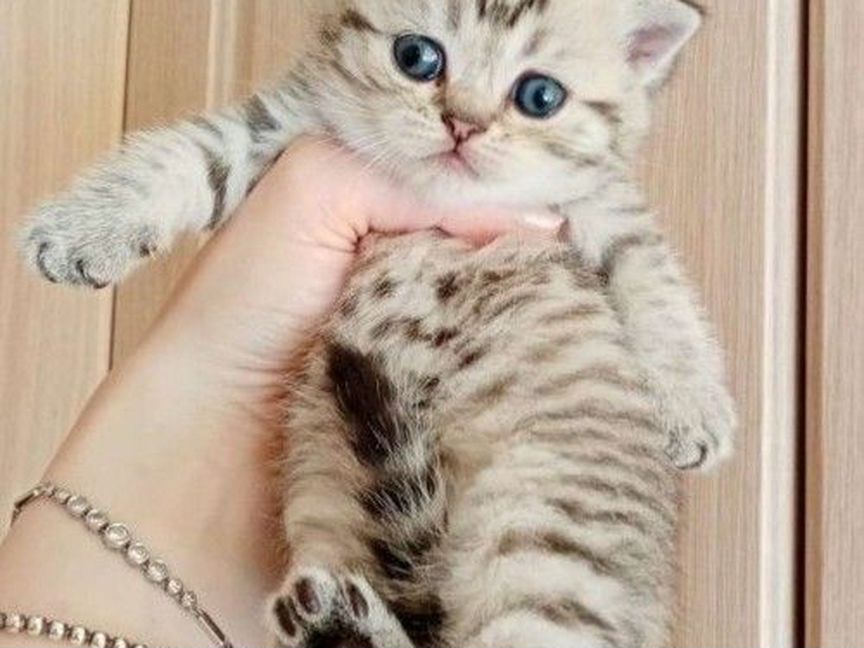 Шотландские карапузики скоттиш страйт
