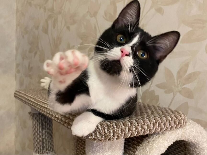 Кошечка Шурочка