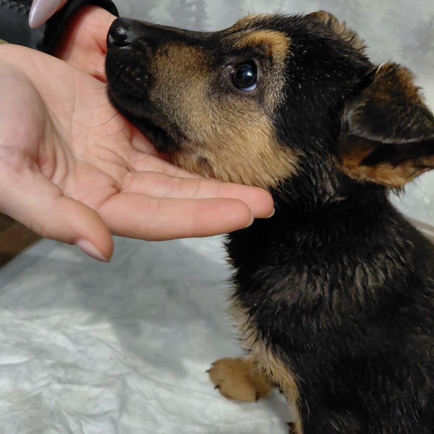 Щенок в добрые руки