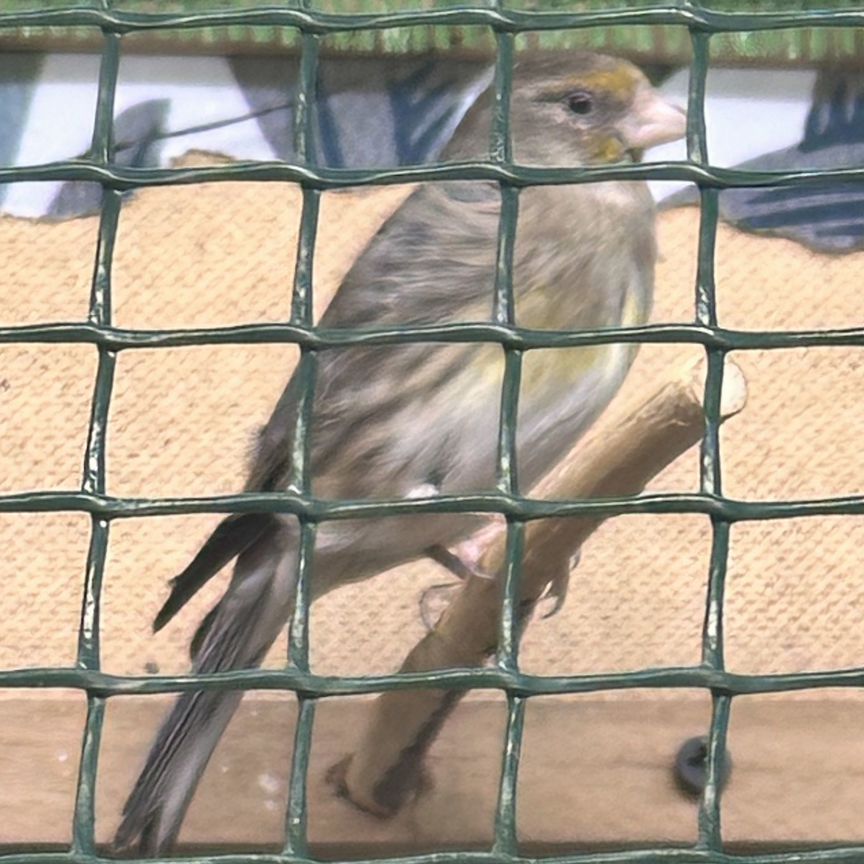 Щегол Гибрид молодой