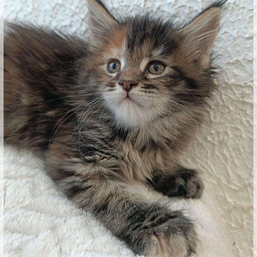 Мейн-кун котёнок