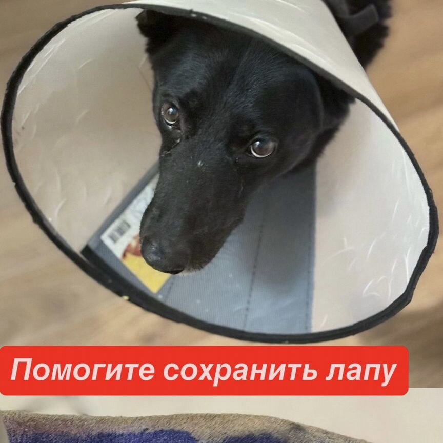 Взрослая собака в добрые руки