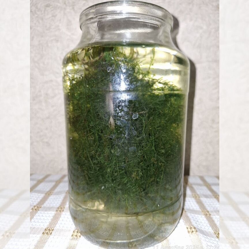 Аквариумные растения