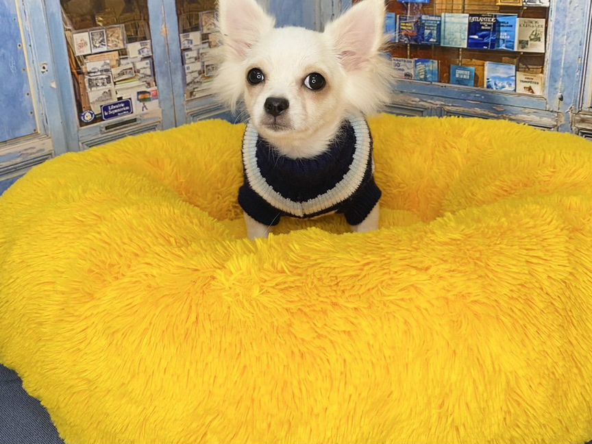 Малыш чихуахуа длинношёрстный