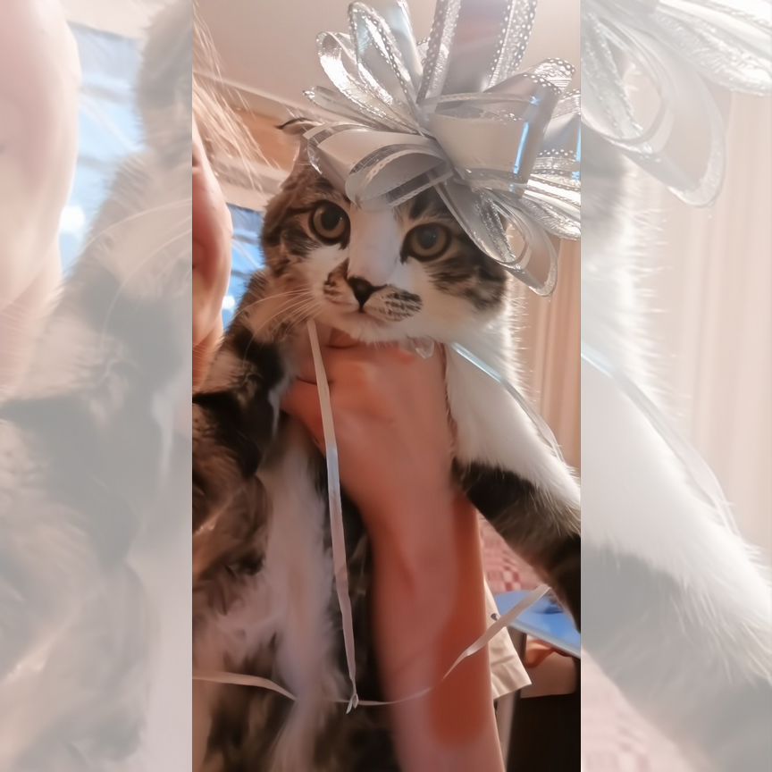 Шотландский вислоухий короткошёрстный котёнок