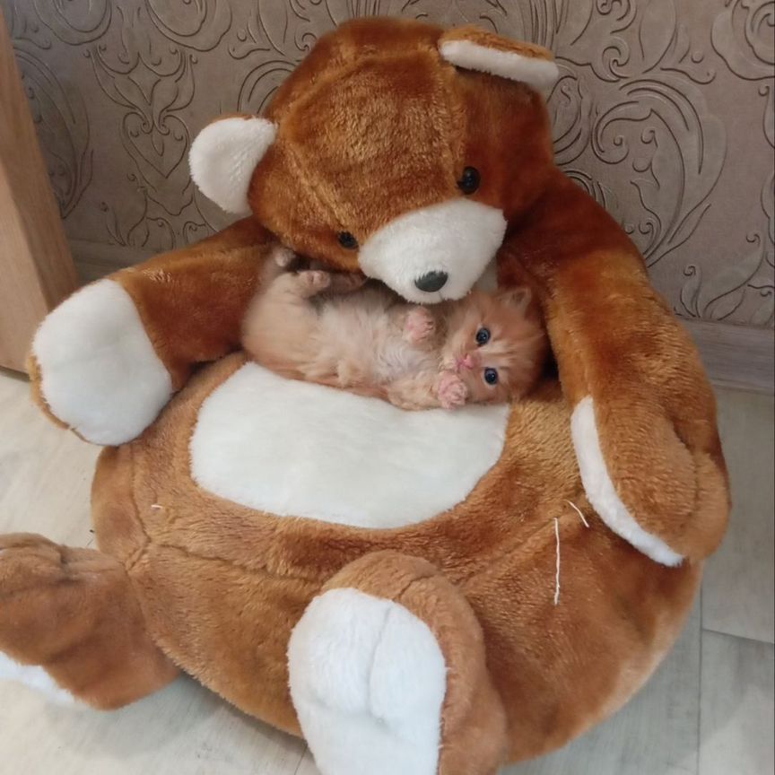 Рыжий котенок в добрые руки бесплатно