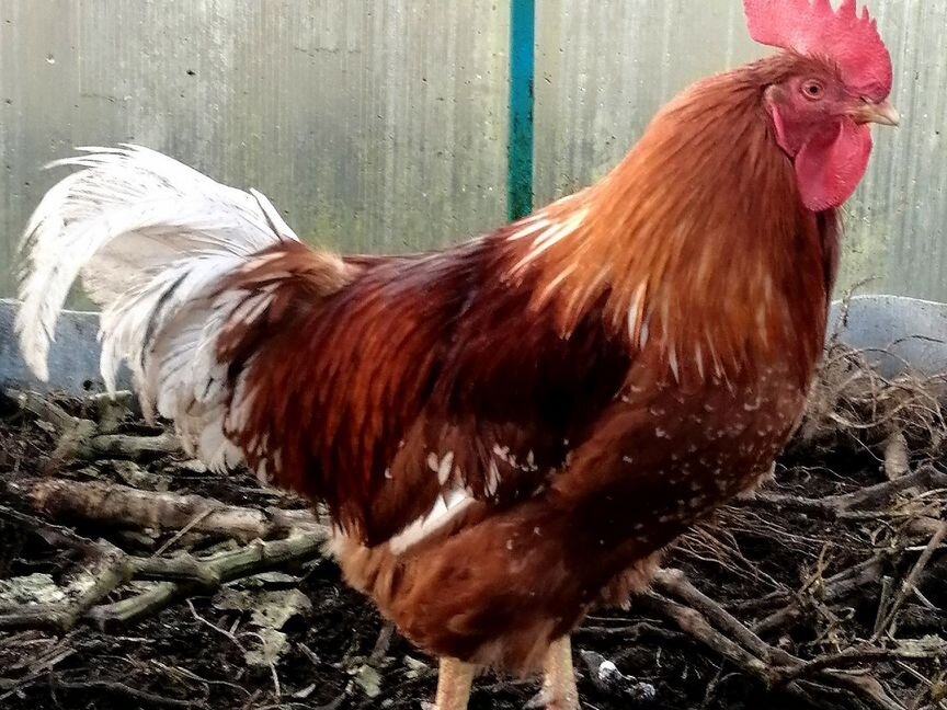 Нарядные петухи