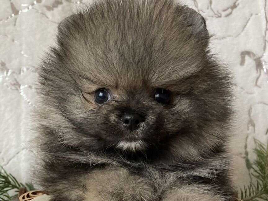 Шпицушка мишка