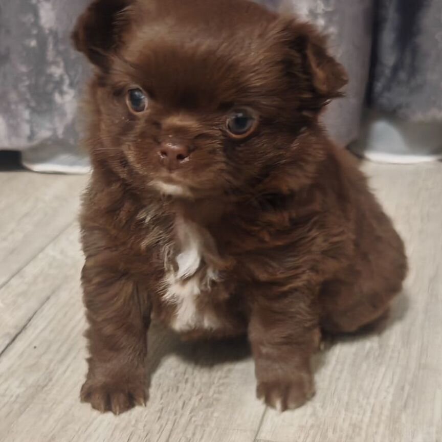 Чихуахуа, щенок