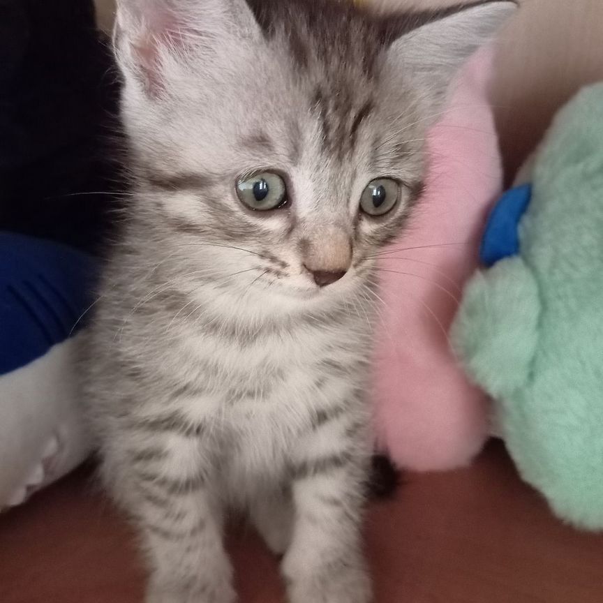 Отдам котят в Добрые руки