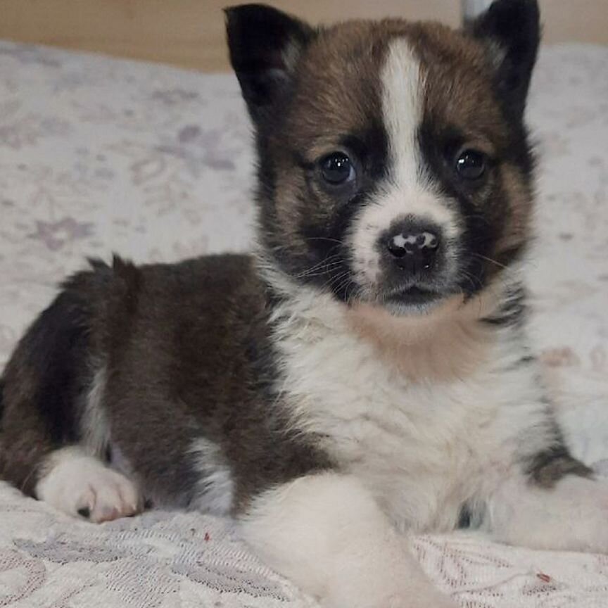 В добрые руки