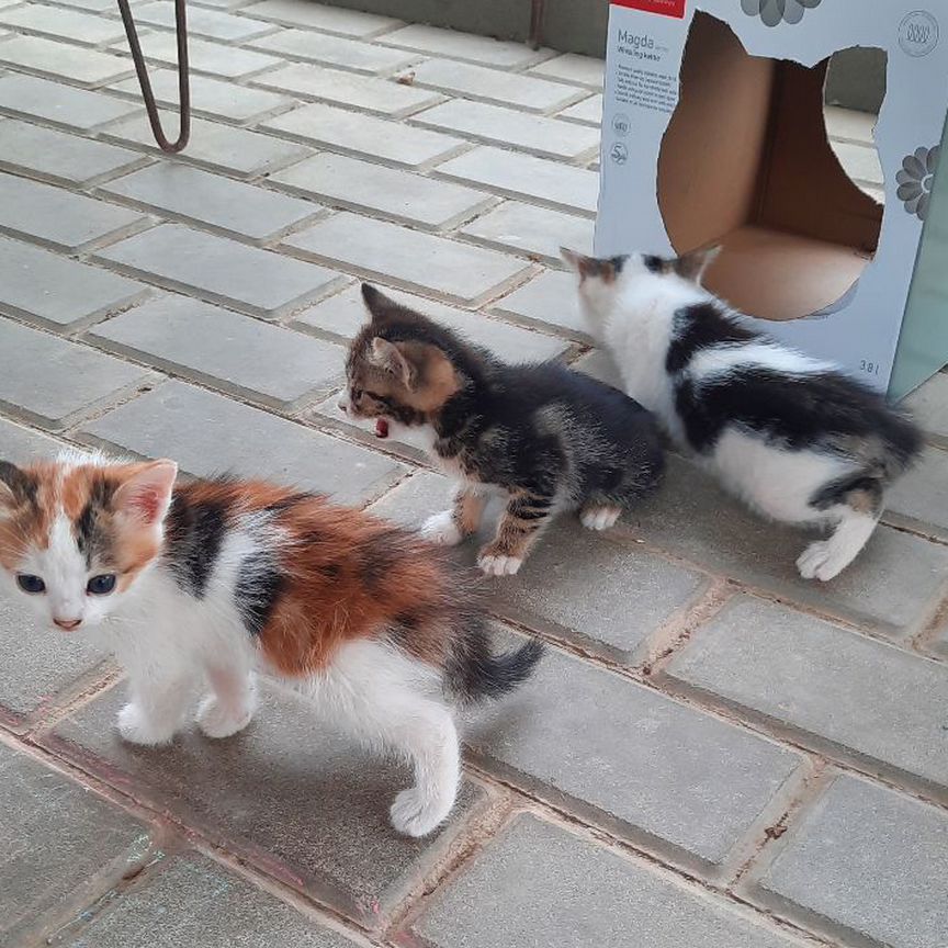 Котята в добрые руки 1 месяц