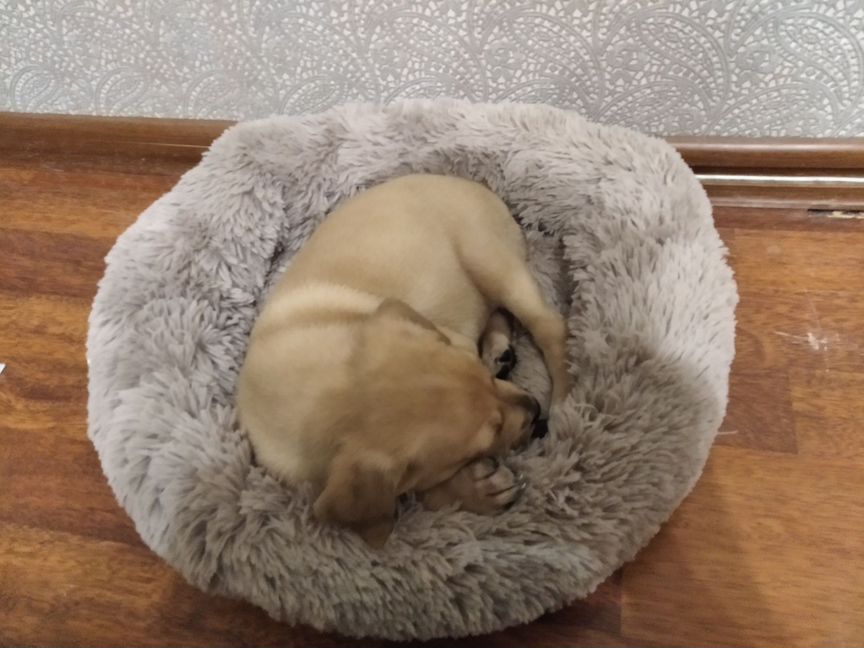 Продам щенка Кане Корсо