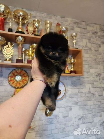 Померанский шпиц щенки