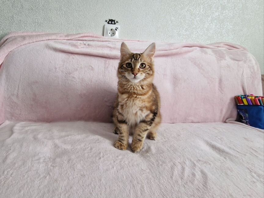 Клубный котенок курильского бобтейла