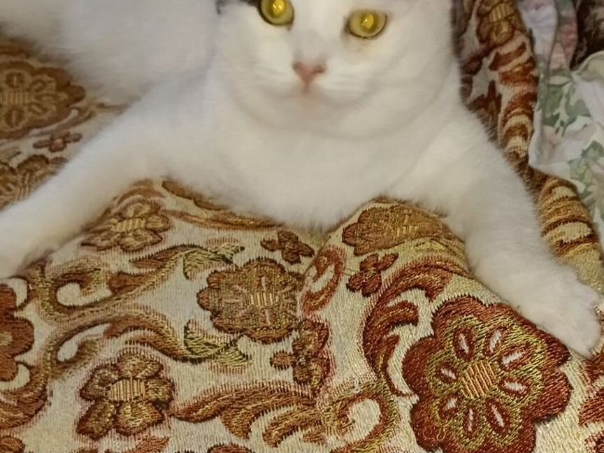 Кошка 5 мес