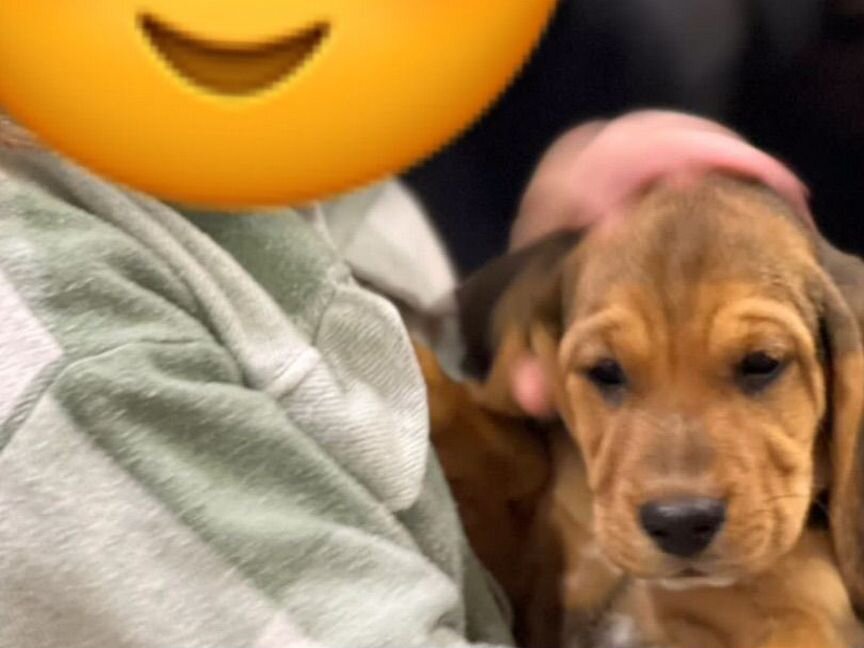 Бигль щенок 2 мес