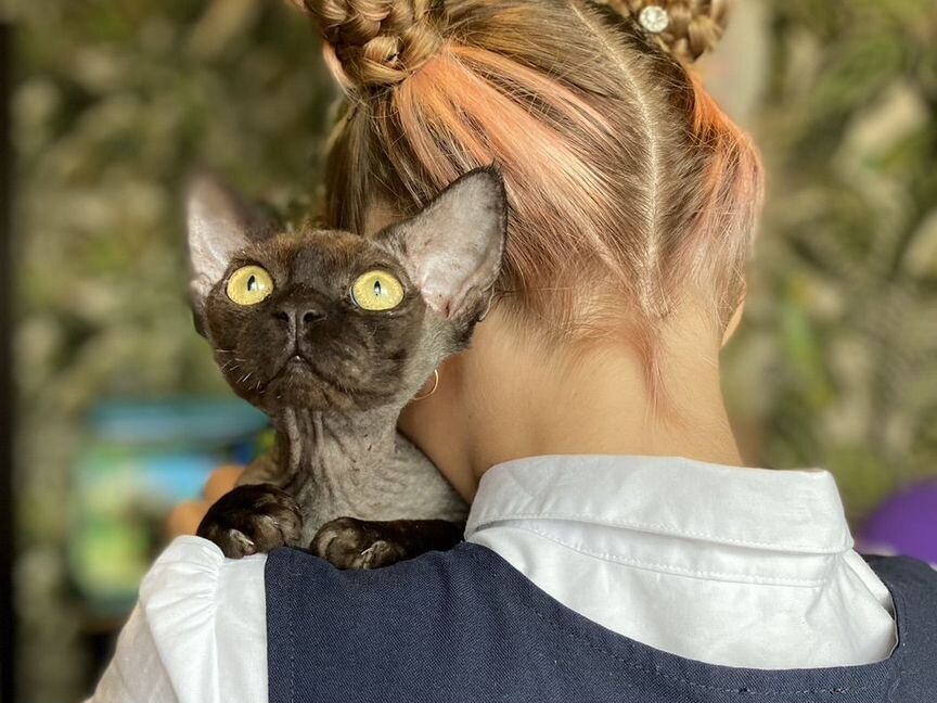 Девон-рекс (котик)
