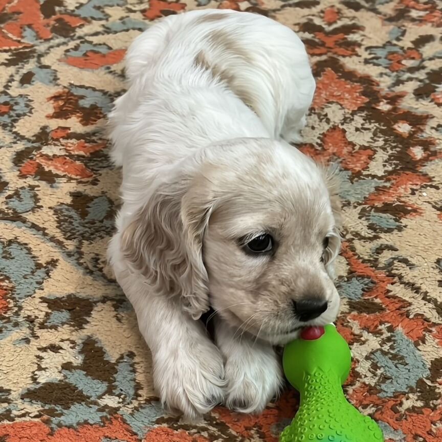 Американский кокер-спаниель, щенок