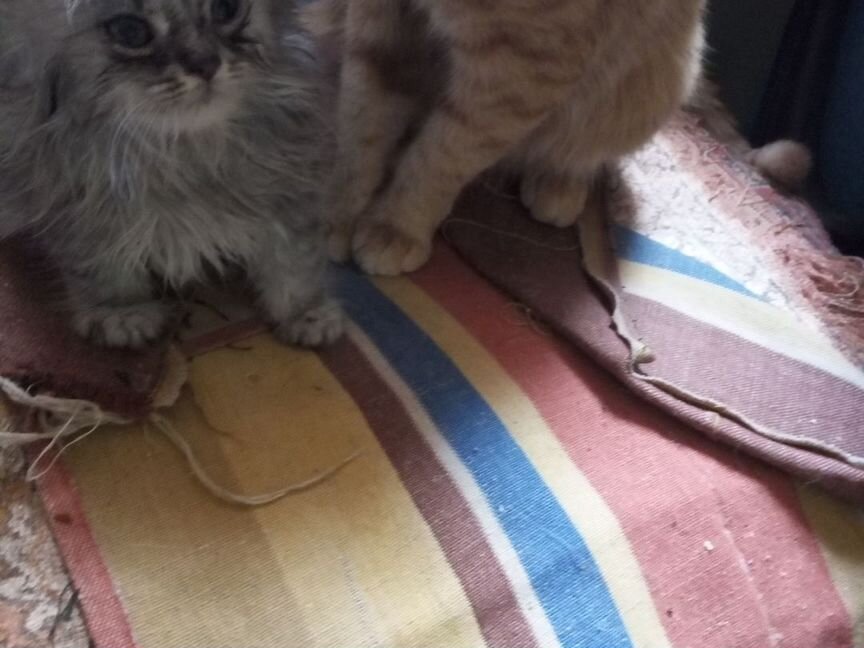 Котик